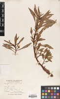 Jussiaea repens in Global Plants on JSTOR