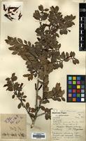 Filed as Agapetes wardii W.W.Sm. [family ERICACEAE] on JSTOR