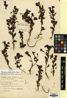 Syntype of Pedicularis polyphylla Franch. ex Maxim. [family ...