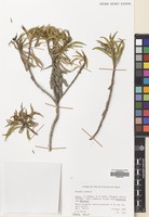 Psiadia punctulata in Global Plants on JSTOR