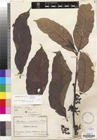 Funtumia elastica in Global Plants on JSTOR