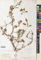 Jussiaea repens in Global Plants on JSTOR