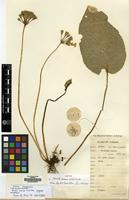 Isotype of Primula huana W.W.Sm. [family PRIMULACEAE] on JSTOR