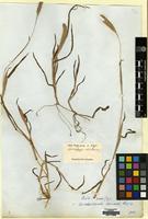 Ischaemum indicum in Global Plants on JSTOR