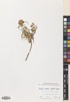 Psiadia punctulata in Global Plants on JSTOR