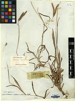 Ischaemum indicum in Global Plants on JSTOR