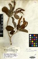 Terminalia brownii in Global Plants on JSTOR