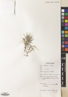 Blepharis ciliaris in Global Plants on JSTOR