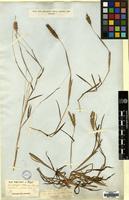 Ischaemum indicum in Global Plants on JSTOR