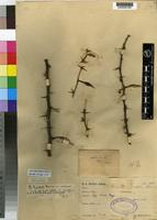 Acacia bussei in Global Plants on JSTOR