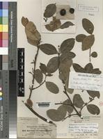 Acokanthera schimperi in Global Plants on JSTOR