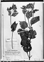 Eupatorium adenophorum in Global Plants on JSTOR