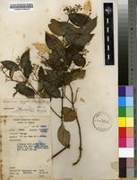 Secamone afzelii in Global Plants on JSTOR