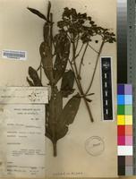 Lippia multiflora in Global Plants on JSTOR