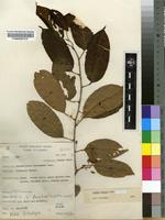 Baphia nitida in Global Plants on JSTOR