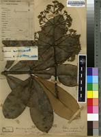 Alstonia boonei in Global Plants on JSTOR