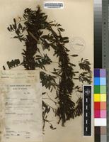 Indigofera arrecta in Global Plants on JSTOR