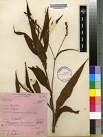 Polygonum tomentosum in Global Plants on JSTOR