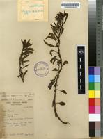 Jussiaea repens in Global Plants on JSTOR