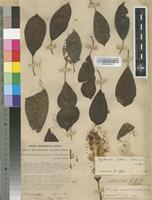 Tieghemella heckelii in Global Plants on JSTOR