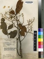 Hannoa klaineana in Global Plants on JSTOR