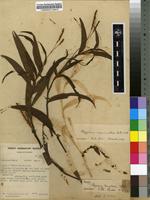 Polygonum acuminatum in Global Plants on JSTOR