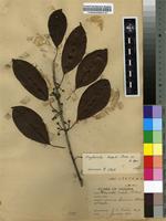 Tieghemella heckelii in Global Plants on JSTOR