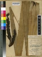 Pandanus candelabrum in Global Plants on JSTOR