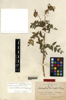 Lectotype of Astragalus dainellii Pamp. [family LEGUMINOSAE] on JSTOR