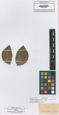 Entada scandens in Global Plants on JSTOR