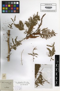 Acacia polyacantha in Global Plants on JSTOR