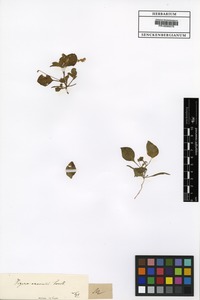 Digera arvensis in Global Plants on JSTOR