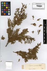 Juniperus procera in Global Plants on JSTOR