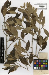 Avicennia africana in Global Plants on JSTOR