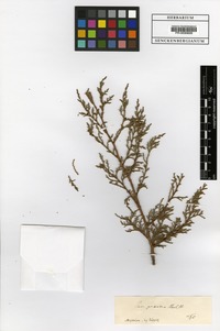 Juniperus procera in Global Plants on JSTOR