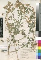 Lotus arabicus in Global Plants on JSTOR