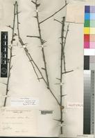 Commiphora kua in Global Plants on JSTOR