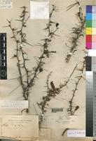 Acacia bussei in Global Plants on JSTOR