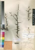 Commiphora kua in Global Plants on JSTOR