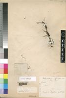 Acacia bussei in Global Plants on JSTOR