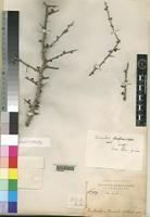Commiphora kua in Global Plants on JSTOR