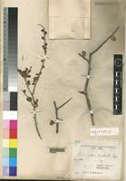 Commiphora rostrata in Global Plants on JSTOR