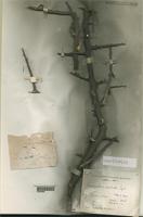 Commiphora rostrata in Global Plants on JSTOR