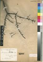 Commiphora rostrata in Global Plants on JSTOR
