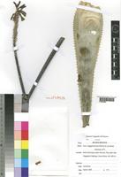 Aloe haggeherensis T.A.McCoy & Lavranos [family ALOACEAE] on JSTOR