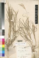 Digitaria scalarum in Global Plants on JSTOR