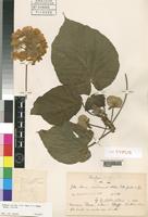 Dombeya torrida in Global Plants on JSTOR
