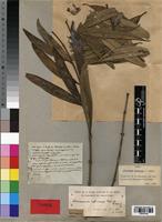 Avicennia africana in Global Plants on JSTOR