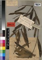 Avicennia africana in Global Plants on JSTOR