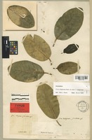 Holotype of Ficus rubiginosa Vent. [family MORACEAE] on JSTOR